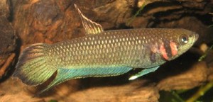 Betta mandor | AquaClonny